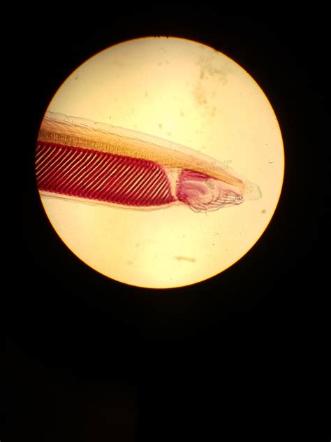 Lancelet Amphioxous Subphylum Cephalchordata Diagram Quizlet