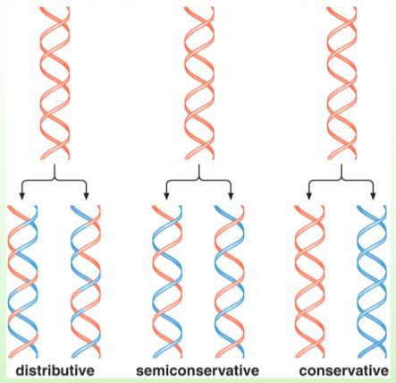 Dna Replication Flashcards Quizlet