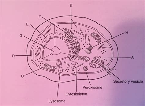 Ch 3 11 17 Using The Accompanying Figure Identify The Organelles Of