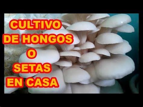 HONGOS O SETAS CÓMO LOS PRODUZCO EN CASA 1a PAERTE PROCESO