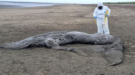 MiAmbiente muere cría de ballena jorobada