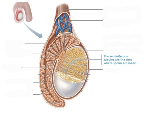 Testes Diagram Quizlet