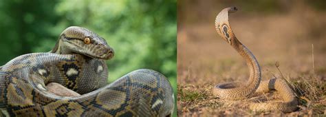 7 COMMON Snakes Found In South Korea 2024 Bird Watching HQ