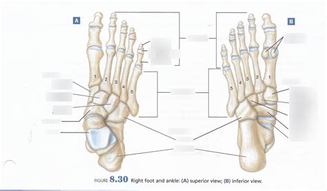 Tarsals Metatarsals Phalanges Diagram Quizlet
