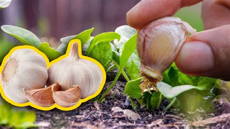 Gousse D Ail Au Jardin L Astuce Simple Essayer Pour Prot Ger Votre