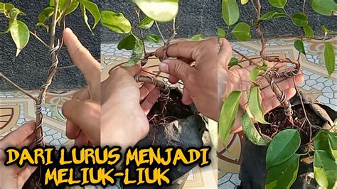 Cara Membuat Bonsai Beringin Batang Lurus Menjadi Meliuk Liuk YouTube