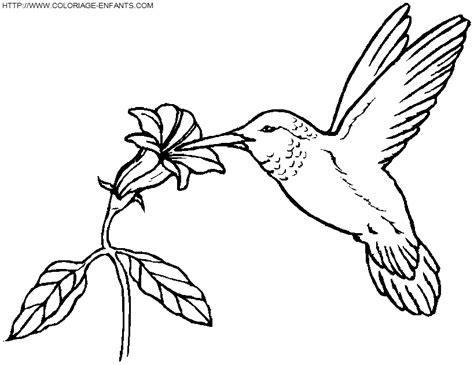 Dibujos Para Colorear Pajaros