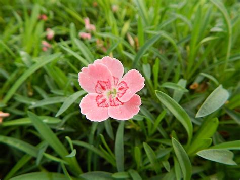 Kwiaty Botanika Natura Darmowe zdjęcie na Pixabay Pixabay
