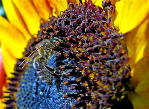 Biene Sonnenblume Sommer Kostenloses Foto Auf Pixabay Pixabay