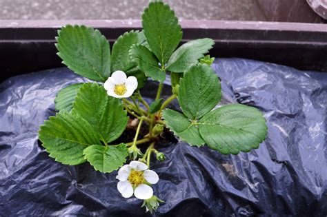 Como Cultivar Morangos Em 5 Passos Vamos Comer Melhor