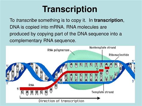 Dna Transcription And Translation Explained