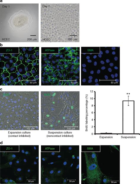 Lysophosphatidic Acid Induces YAP Promoted Proliferation Of Human