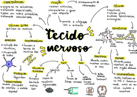 Tecido Nervoso Tecido Nervoso Mapa Mental Nervoso