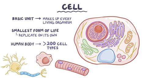 Cellular Structure And Function Video Anatomy Osmosis