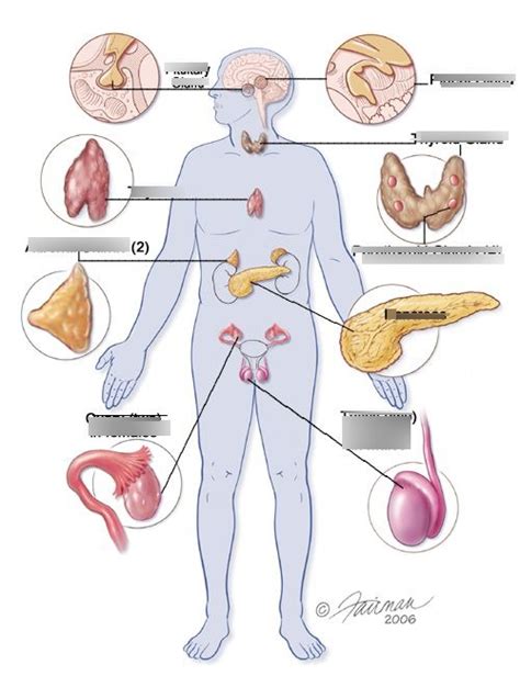 Anatomy Physiology Chapter Endocrine System Diagram Quizlet