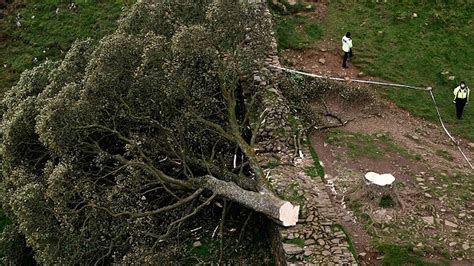UK Police Arrest Teenager In Connection To Cutting Down Ancient Tree