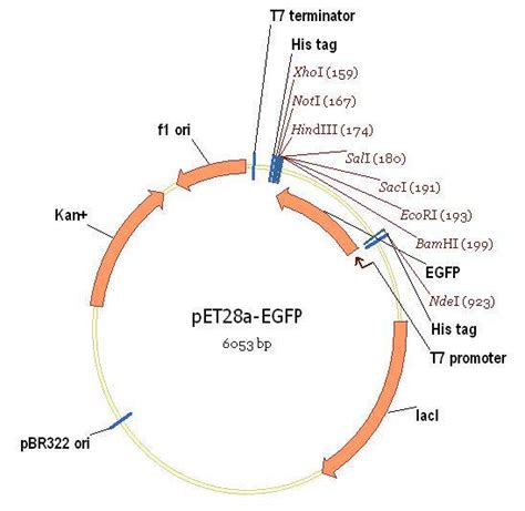 pET28a EGFP载体质粒图谱序列说明书价格 诱导