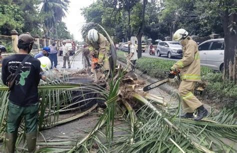 Angin Kencang Belasan Pohon Di Jakarta Tumbang