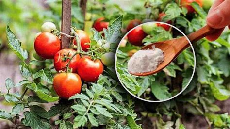 Comment utiliser le bicarbonate de soude pour réussir les semis de