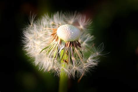 Pusteblume Einzeln Löwenzahn Kostenloses Foto auf Pixabay