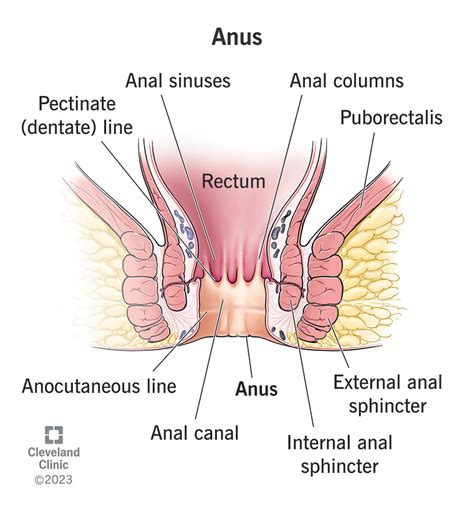 Human Anus Anatomy