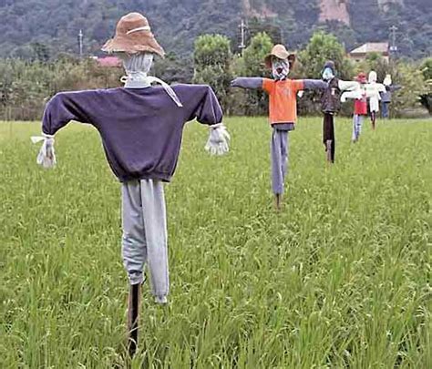 Scarecrow Organic Farming Crop Protection Bird Deterrent Britannica