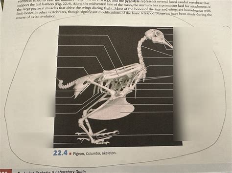 Bird Skeleton Diagram Quizlet