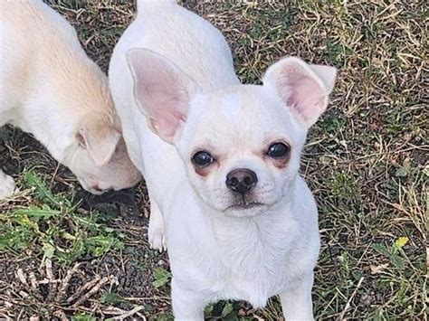 Deux chiots Chihuahuas LOF à vendre Petite Annonce chien