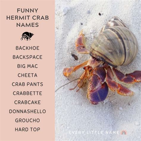 Best Hermit Crab Names Cute Funny And Cool Ideas Every