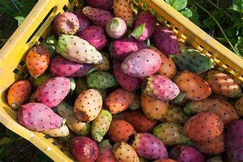How To Harvest Prickly Pear Opuntia Fruit Gardeners Path