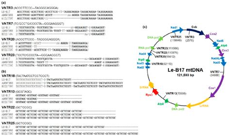 variable number tandem repeats vntrs in the mitochondrial dna mtdna download scientific