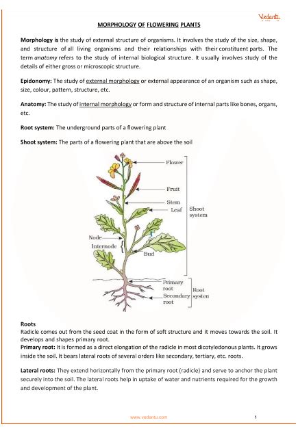 Morphology Of Flowering Plants Class 11 Notes CBSE Biology Chapter 5 PDF