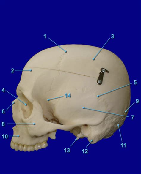 Skull Lateral Diagram Quizlet