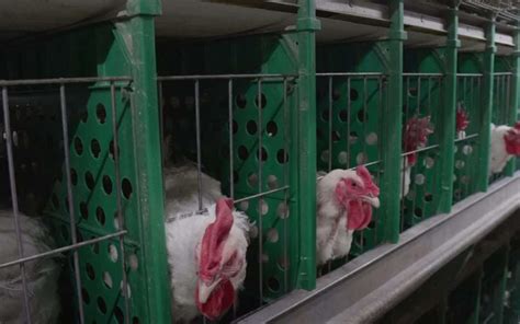 Artículos técnicos en avicultura Poultry Life avicultura moderna