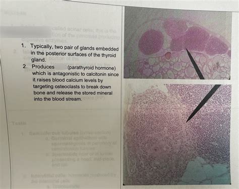 Parathyroid Gland Histology Diagram Quizlet
