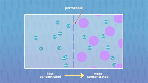 Osmosis Diagram Gcse