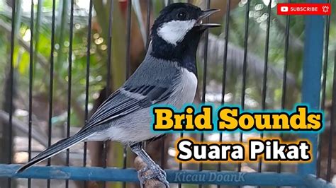 Suara Pikat Gelatik Batu Anti Zonk Brid Sounds Youtube