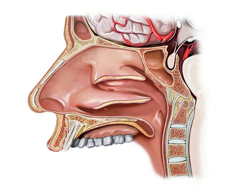 Nasal Cavity Photograph By Asklepios Medical Atlas Pixels