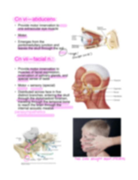 Solution The Twelve Cranial Nerves Anatomy And Physiology Notes