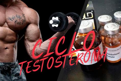 Os 7 Principais Ciclos De Testosterona O Guia Definitivo