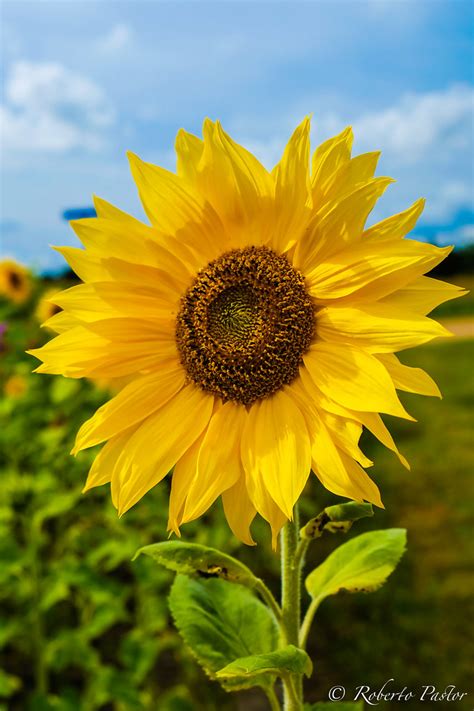 Girasoles Robertopastor Flickr