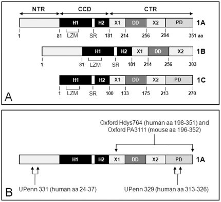 A Schematic Of The Primary Structure And Protein Segments Of The Three