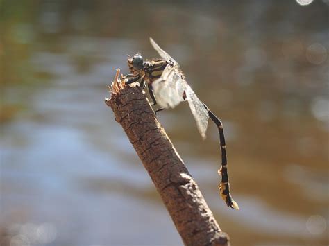 Ważka Owad Entomologia Darmowe zdjęcie na Pixabay Pixabay