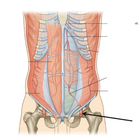 Abdominal Wall Vasculature Diagram Quizlet