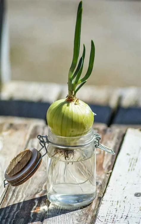 Comment Faire Pousser Des Oignons Verts La Maison Astucesbox