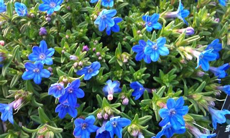 LITHODORA Diffusa Heavenly Blue Horticulture Dumont