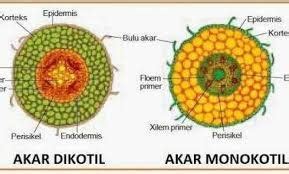 Tumbuhan Monokotil Pengertian Akar Batang Daun Contoh