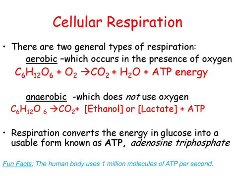 Understanding The Equation C6H12O6 O2 CO2 H2O In Cellular