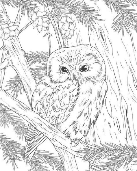 An Owl Sitting In A Tree With Pine Cones