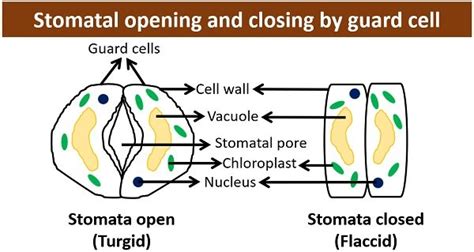 Guard Cells In Plants Definition Structure Adaptations Functions
